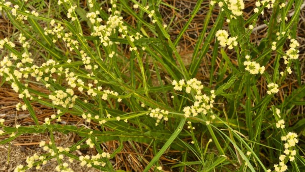 Carqueja: Conheça tudo sobre essa planta!